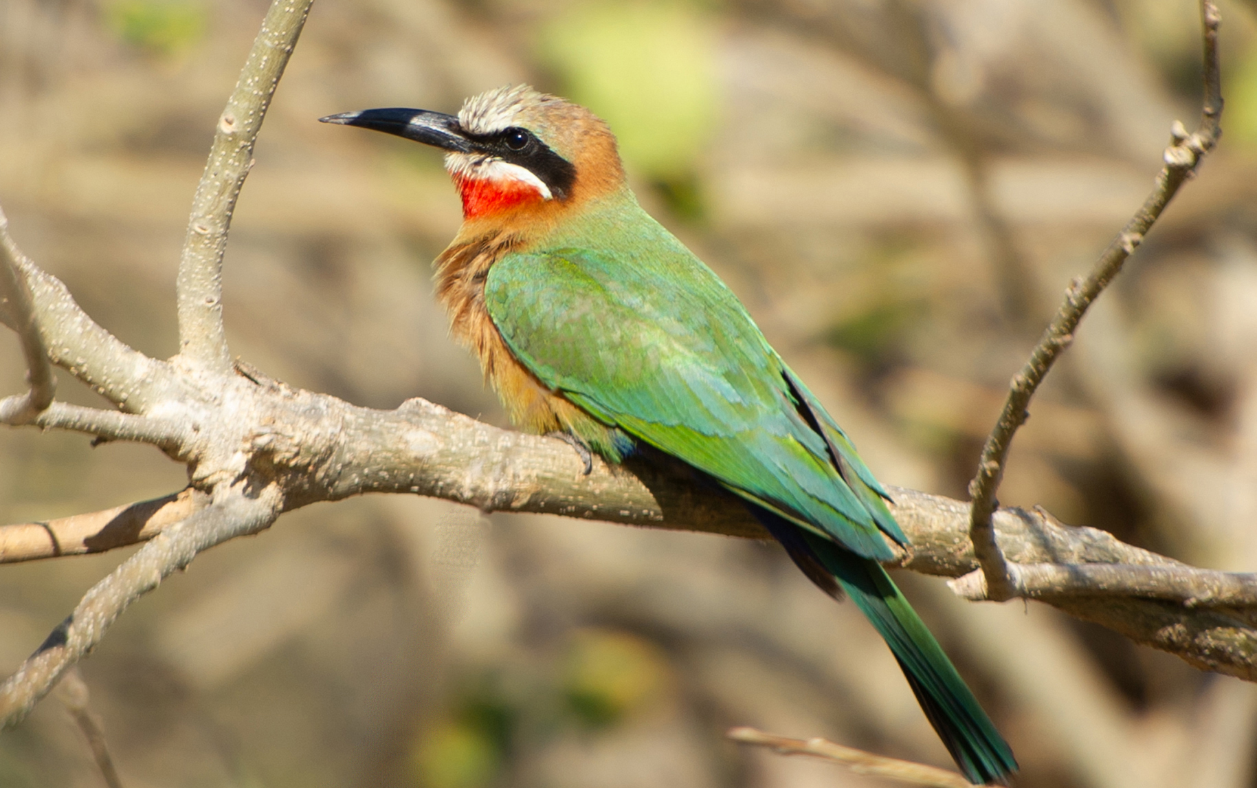 African Safari | The British Association of Urological Surgeons Limited