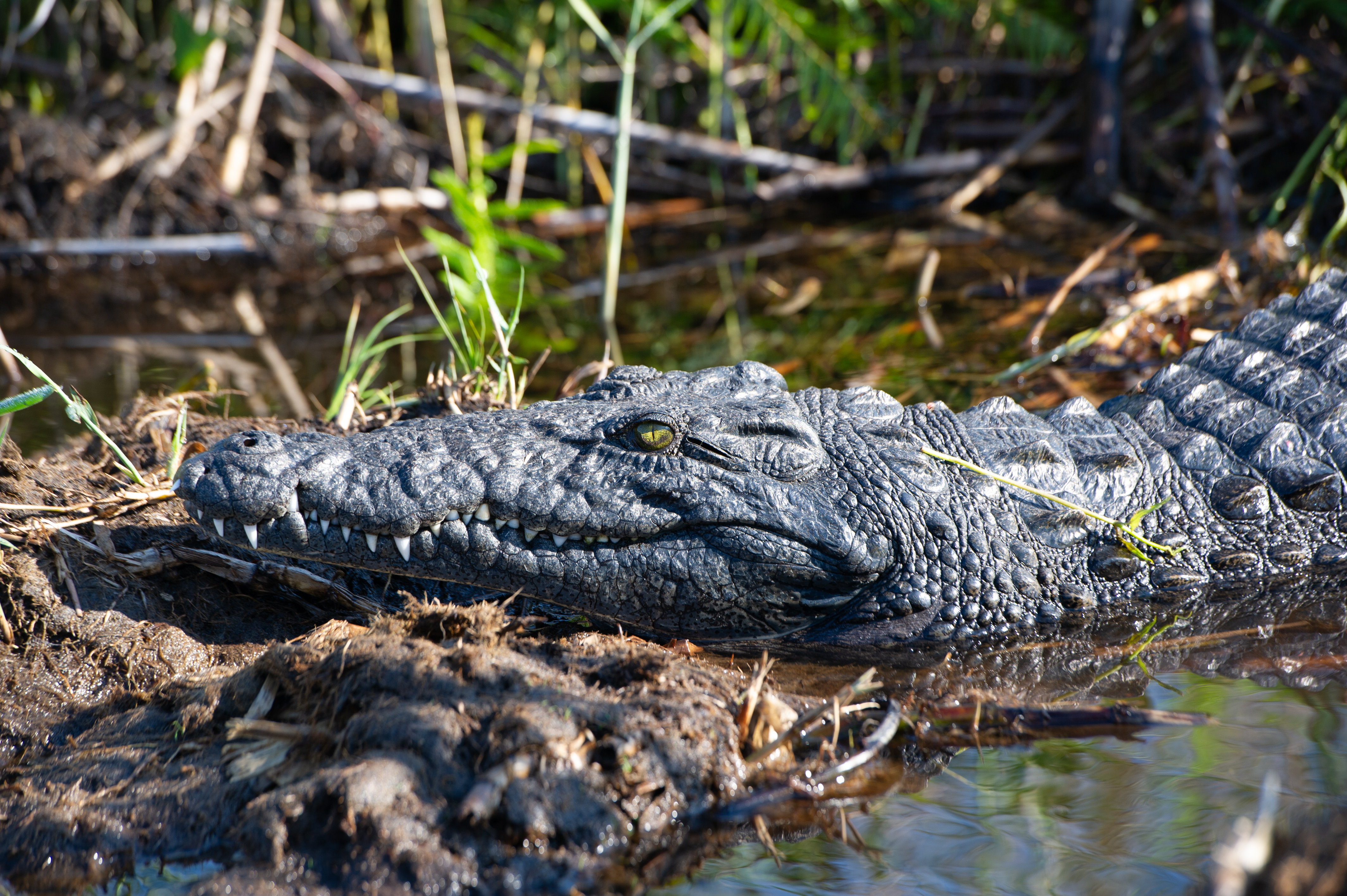 African Safari | The British Association of Urological Surgeons Limited