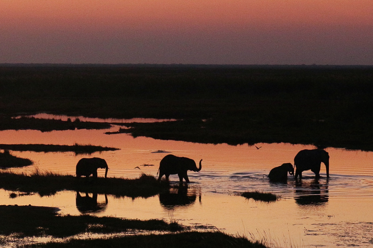 African Safari | The British Association of Urological Surgeons Limited