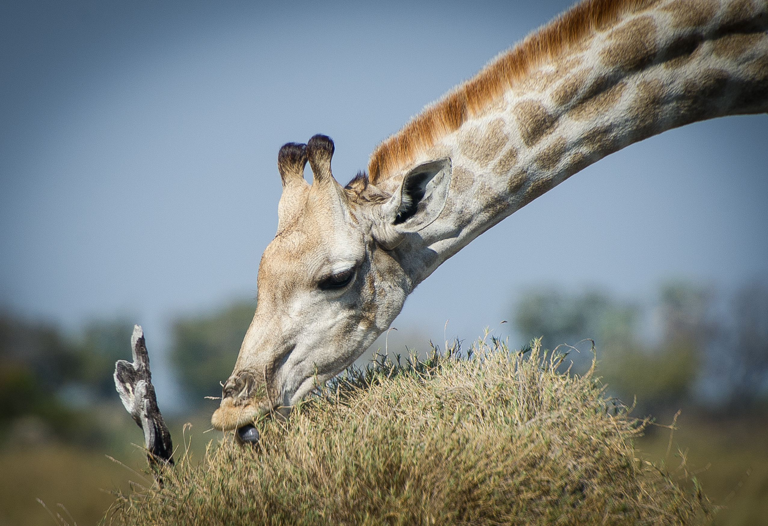 African Safari | The British Association of Urological Surgeons Limited