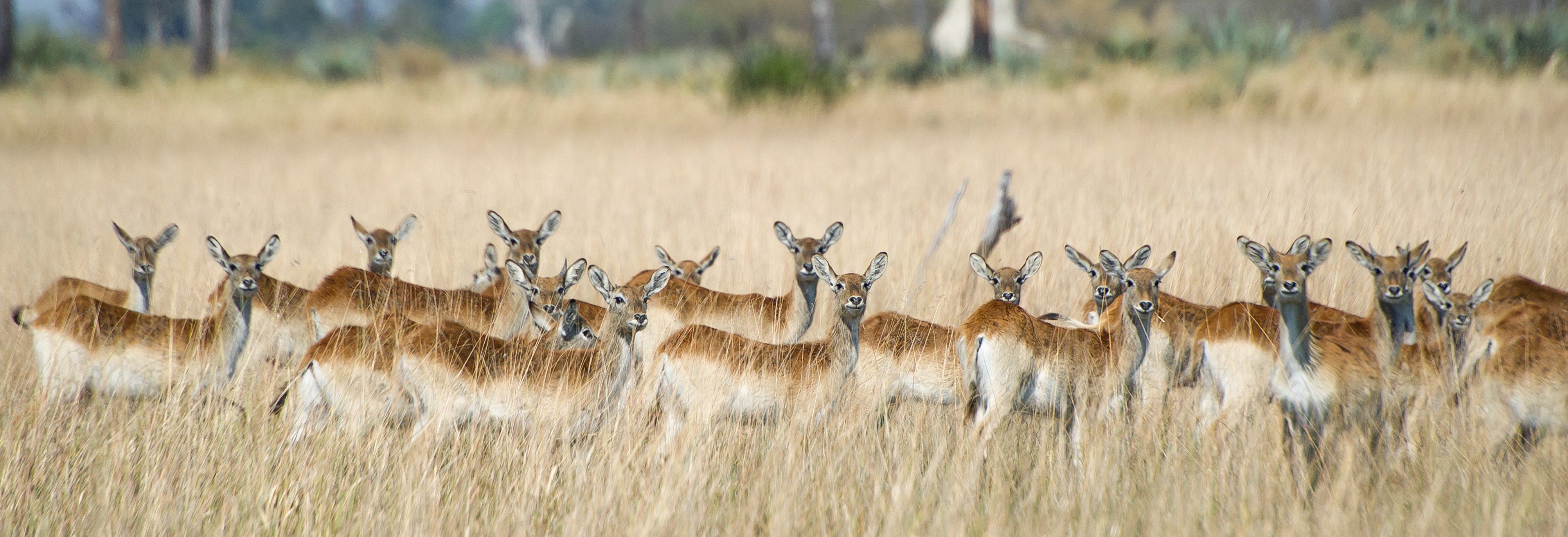 African Safari | The British Association of Urological Surgeons Limited