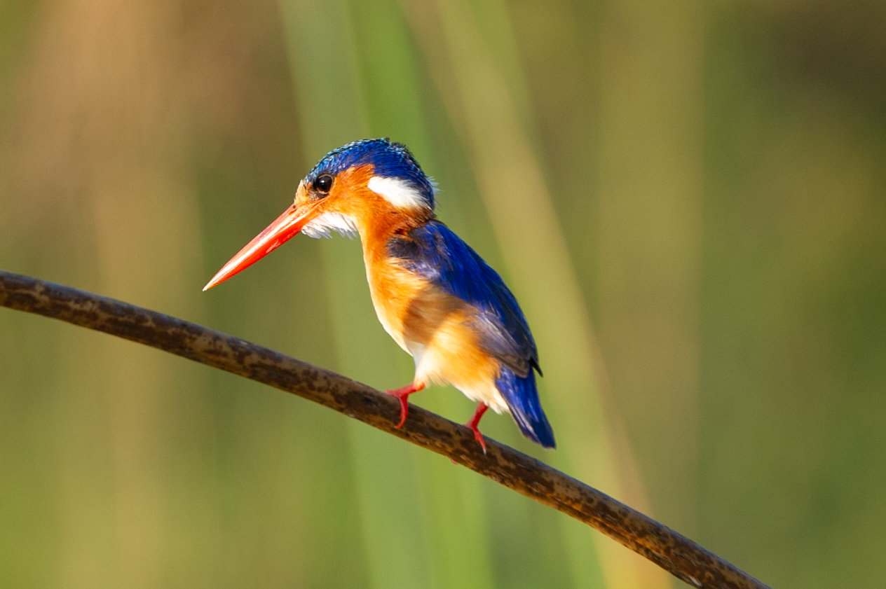 African Safari | The British Association of Urological Surgeons Limited